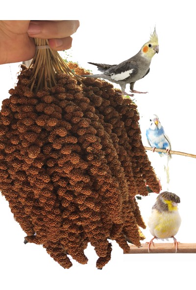 NGD Shop Kızıl Dal Darı Doğal Kuş Yemi Premium Kalite 2 kg NGD Shop Kızıl Dal Darı Doğal Kuş Yemi Premium Kalite 2 kg
