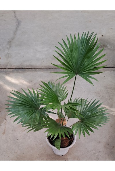 Hare Flower Livistona Rotundifolia (Çin Yelpaze Palmiyesi ) Bitki Hare Flower Livistona Rotundifolia (Çin Yelpaze Palmiyesi ) Bitki