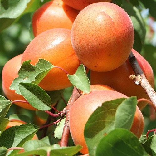 Tnc Orange Ruby Kayısı Fidanı 3 Yaş Tüplü ve Aşılı Fiyatı