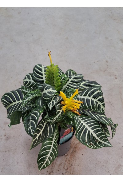 Aphelandra Dania (Zebra Çiçeği)