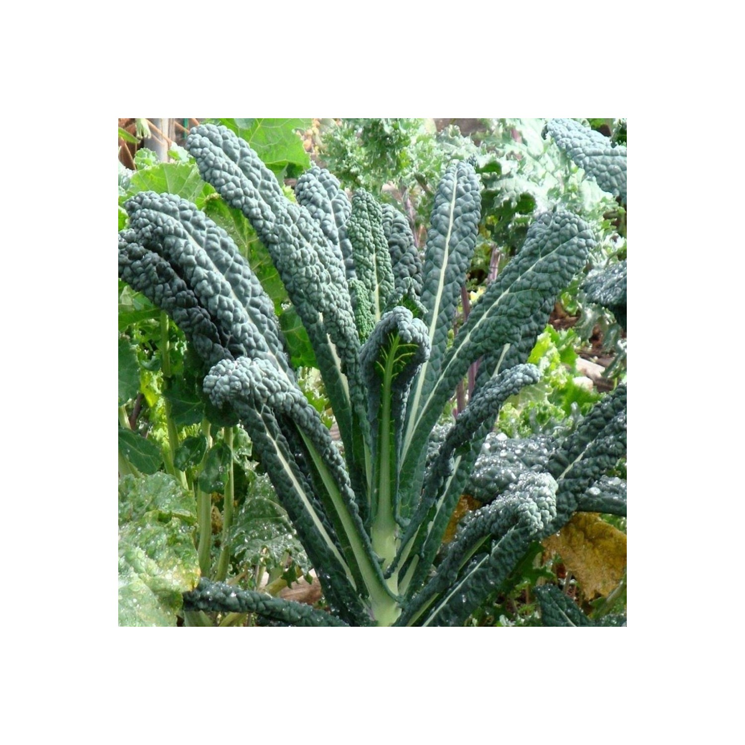 İdeasepet Naturel İtalyan Lacinato Kale Sebzesi Kale Tohumu Fiyatı