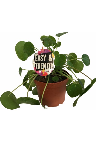 Armen Botanik Pilea Peperomioides Çin Para Bitkisi Büyük Boy 30 cm Armen Botanik Pilea Peperomioides Çin Para Bitkisi Büyük Boy 30 cm