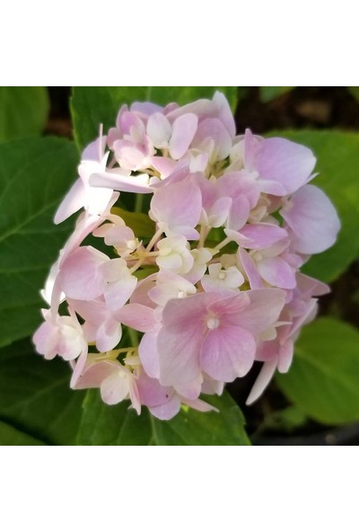 Berke Fidancılık Ortanca Fidanı Saksıda