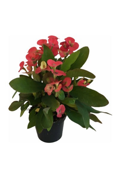 Armenbotanik Euphorbia Milii Dikenler Tacı