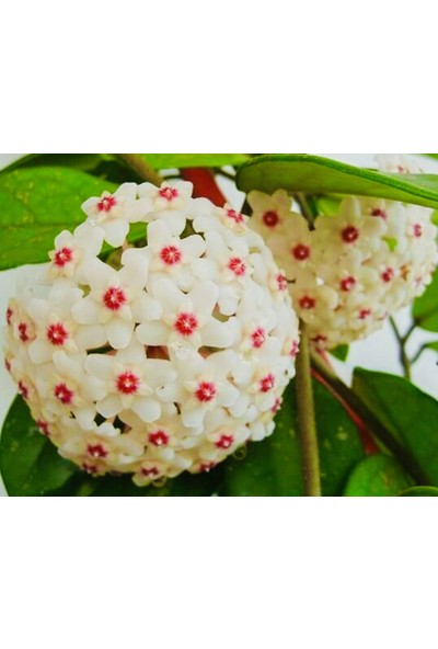Akdeniz Tarım 1 Metre Hoya Carnosa Kokulu Mum Çiçeği Bitkisi