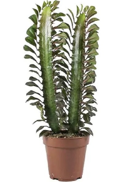 Berceste Peyzaj Süt Ağacı Euphorbia Trigona 20-30 cm Cactus Kaktus Ev Ofis Salon Bitkisi Berceste Peyzaj Süt Ağacı Euphorbia Trigona 20-30 cm Cactus Kaktus Ev Ofis Salon Bitkisi