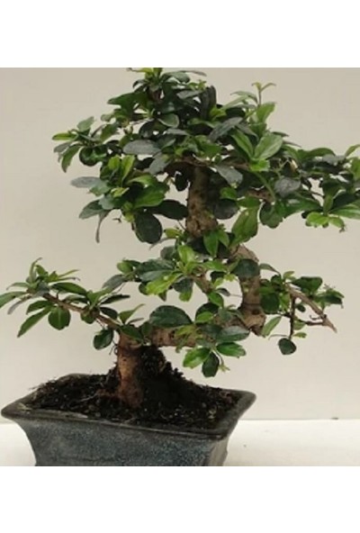 Berceste Peyzaj Bonsai Minik Ağaç Bonzai S Gövde Ev Salon Ofis Bitkisi Berceste Peyzaj Bonsai Minik Ağaç Bonzai S Gövde Ev Salon Ofis Bitkisi