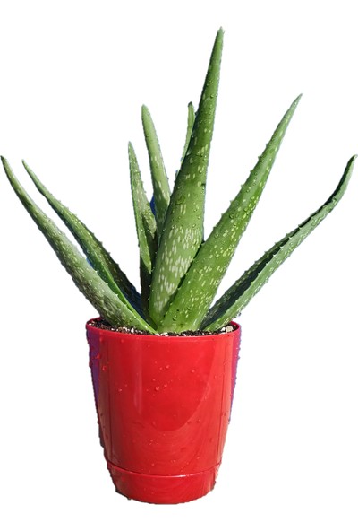 Toru Bahçe Aloe Vera Bitkisi-Jel Için Doğal Krem Şifalı Bitki Sarısabır Toru Bahçe Aloe Vera Bitkisi-Jel Için Doğal Krem Şifalı Bitki Sarısabır