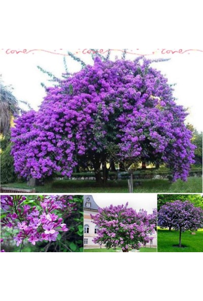 İdeasepet Tüplü Leylak Lilac Fidanı