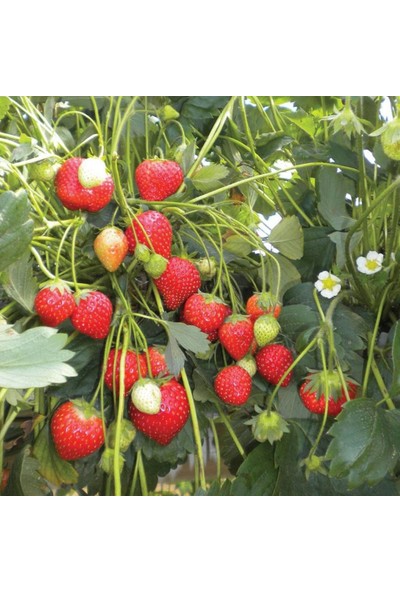 İdeasepet Kokulu Lezzetli Yediveren Çilek Fidesi Soğuklara Dayanıklı(20 Adet) İdeasepet Kokulu Lezzetli Yediveren Çilek Fidesi Soğuklara Dayanıklı(20 Adet)