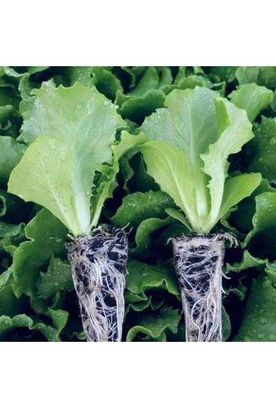 Maritima Kıvırcık Marul Fidesi 20'li