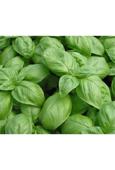 Arzuman Yeşil Fesleğen 100'lü