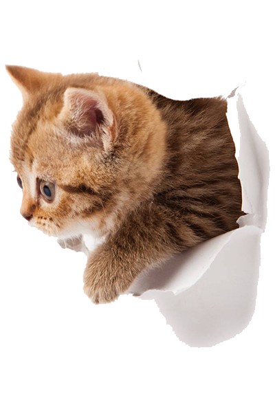 Areksan Reklam Renkli Kedi Duvar Sticker - 003