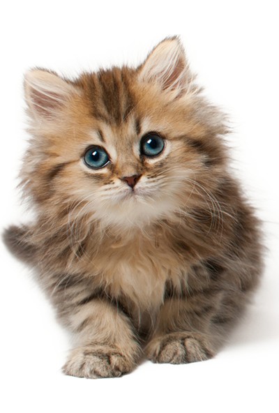 Areksan Reklam Renkli Kedi Duvar Sticker - 002