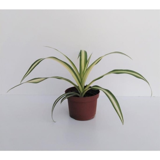 Biorganix Kurdele Çiçeği 1 Adet Chlorophytum Kurdela Çiçeği Fiyatı