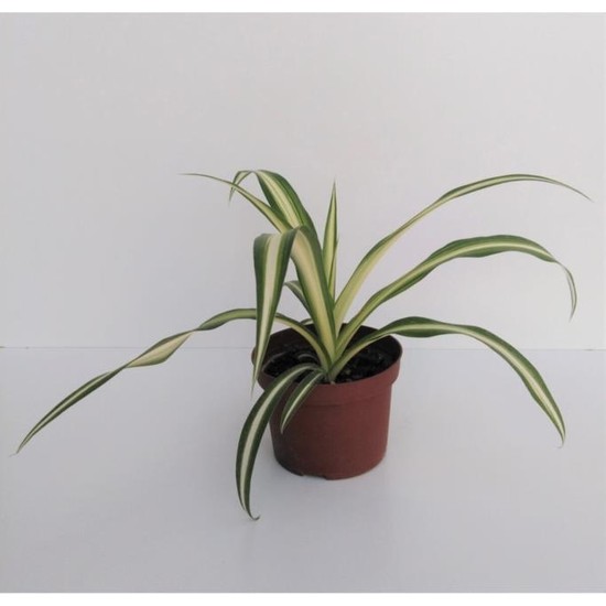 Biorganix Kurdele Çiçeği 1 Adet Chlorophytum Kurdela Çiçeği Fiyatı