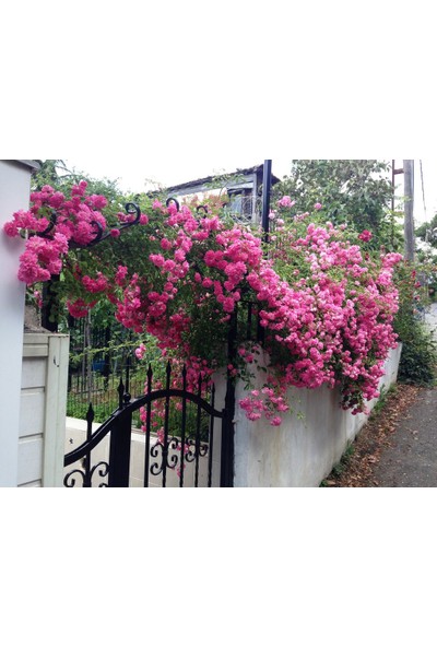 Karadeniz Fidancılık Kokulu Sarmaşık Güller ( Pembe )