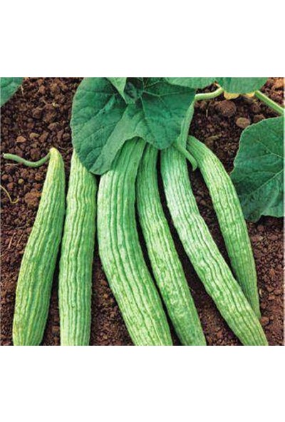 Paşa Tohumculuk acur Tohumu 25 Gr