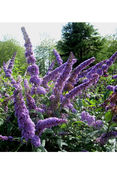 Plantistanbul Lila Kelebek Çalısı Saksıda