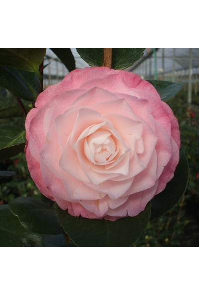 Plantistanbul Camellia Japonica Desire 80 cm Saksıda