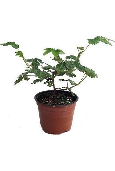 Plantistanbul Mimosa Pudica Küstüm Çiçeği 20-30 cm Saksıda Plantistanbul Mimosa Pudica Küstüm Çiçeği 20-30 cm Saksıda