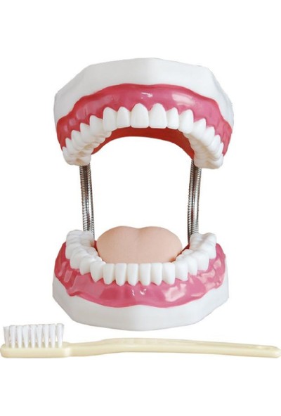 ECE Ağız Diş Bakımı Modeli 32 Dişli – Diş Fırçası İle
