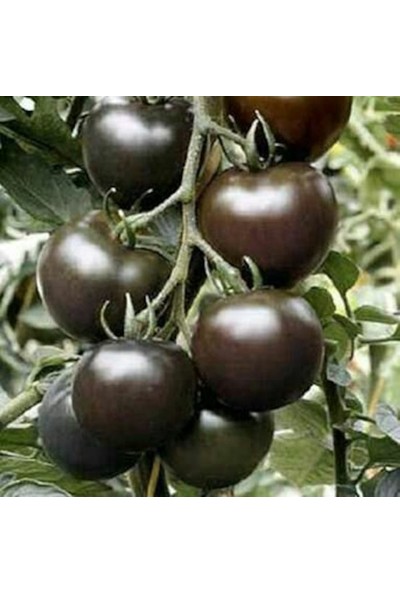Boothas Siyah Domates Tohumu Organik Domates Tohumu 20'li + Torf + Saksı + Tohum Boothas Siyah Domates Tohumu Organik Domates Tohumu 20'li + Torf + Saksı + Tohum