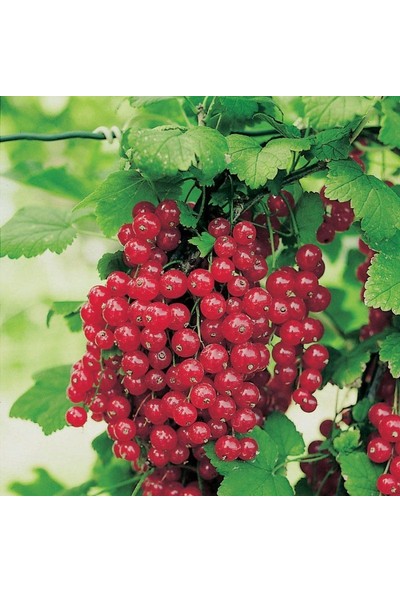 Boothas Kırmızı Frenk Üzümü Tohumu 25'li + Özel Toprak + Saksı + Tohum