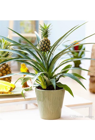 Boothas Ananas Tohumu Saksıda Bonsai Ananas Tohumu 7'li + Torf + Saksı + Tohum Boothas Ananas Tohumu Saksıda Bonsai Ananas Tohumu 7'li + Torf + Saksı + Tohum