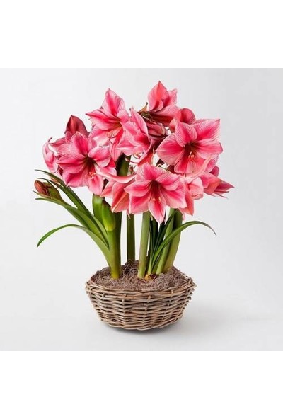 Boothas Nergis Zambağı Çiçeği Tohumu 10'lu + Torf + Saksı + Tohum