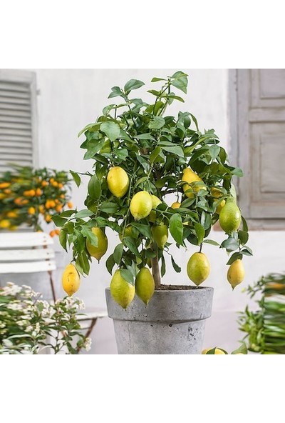 Boothas Bonsai Limon Tohumu 10'lu + Torf + Saksı + Tohum Boothas Bonsai Limon Tohumu 10'lu + Torf + Saksı + Tohum