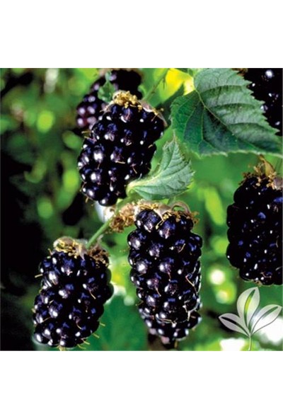 Boothas Ahududu Böğürtlen Tohum 12'li + Saksı + Torf + Tohum Boothas Ahududu Böğürtlen Tohum 12'li + Saksı + Torf + Tohum