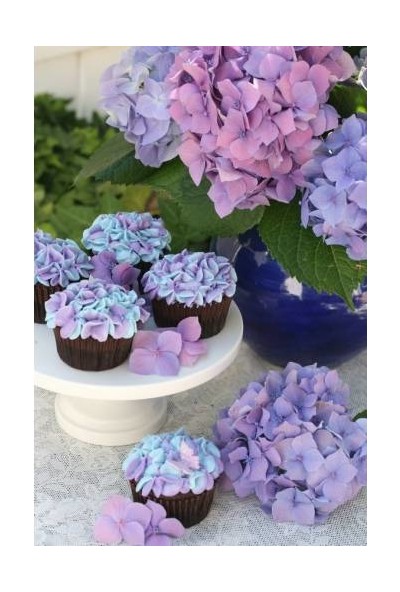 Boothas Ortanca Çiçeği Tohumu 20'li Rengarenk Dev Ortanca + Torf + Saksı + Tohum Boothas Ortanca Çiçeği Tohumu 20'li Rengarenk Dev Ortanca + Torf + Saksı + Tohum