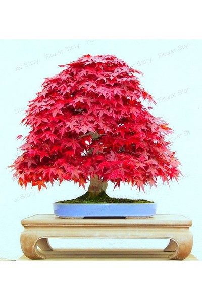 Boothas Kırmızı Japon Ağacı Bonsai Tohumu 10'lu + Saksı + Torf + Tohum Boothas Kırmızı Japon Ağacı Bonsai Tohumu 10'lu + Saksı + Torf + Tohum