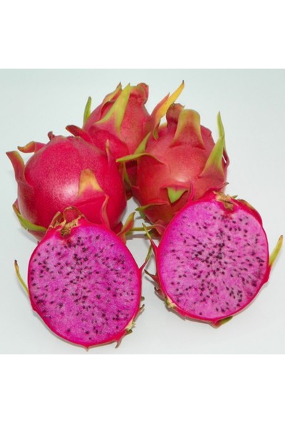 Berke Fidancılık Pitaya-Ejder Meyvesi Özel Tür Condor (Sınırlı Stok Kaçırma.) Berke Fidancılık Pitaya-Ejder Meyvesi Özel Tür Condor (Sınırlı Stok Kaçırma.)