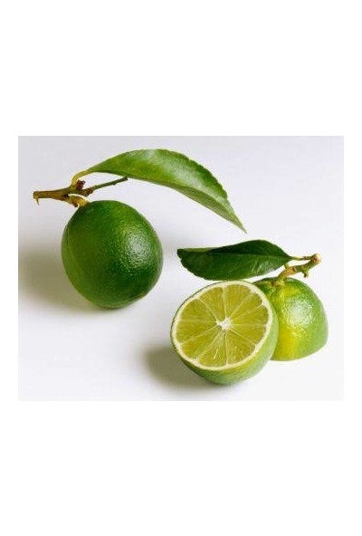 Berke Fidancılık Dikensiz Mexican Lime (3 Yaş Torbali Ve Sınırlı Stok) Berke Fidancılık Dikensiz Mexican Lime (3 Yaş Torbali Ve Sınırlı Stok)