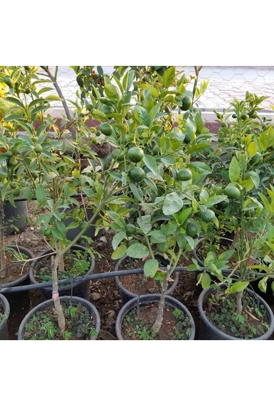 Berke Fidancılık Mandalina Saksılı (3.5 Yaşılı - 80 Cm Üzeri) Berke Fidancılık Mandalina Saksılı (3.5 Yaşılı - 80 Cm Üzeri)