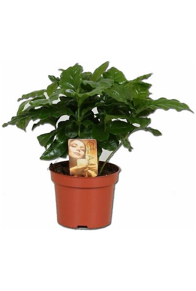 Plantistanbul Kahve Fidanı Saksıda