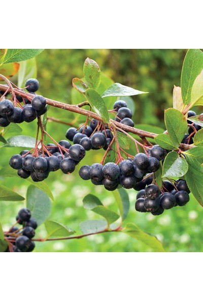 Plantistanbularonia Melanocarpa Viking Aronya Fidanı Saksıda Plantistanbularonia Melanocarpa Viking Aronya Fidanı Saksıda