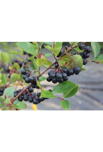 Plantistanbul Aronia Melanocarpa Nero Aronya Fidanı Saksıda