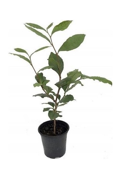 Plantistanbul Siyah Çay Fidanı Saksıda