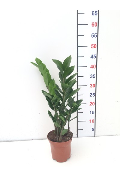 Fidanova Zammia , Iç Mekan Bitki Fidanova Zammia , Iç Mekan Bitki