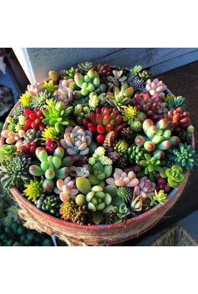 Tohumcu Kikizade Karışık Türlerde Sukulent Tohumu 100'LÜ Tohumcu Kikizade Karışık Türlerde Sukulent Tohumu 100'LÜ