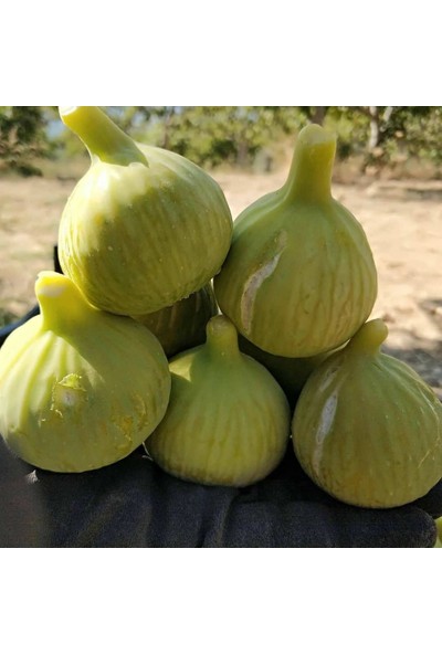 Plantistanbul Bardacık Incir Fidanı Tüplü