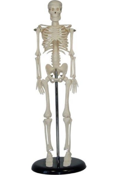 Ece Insan Iskeleti Modeli 45CM Ece Insan Iskeleti Modeli 45CM