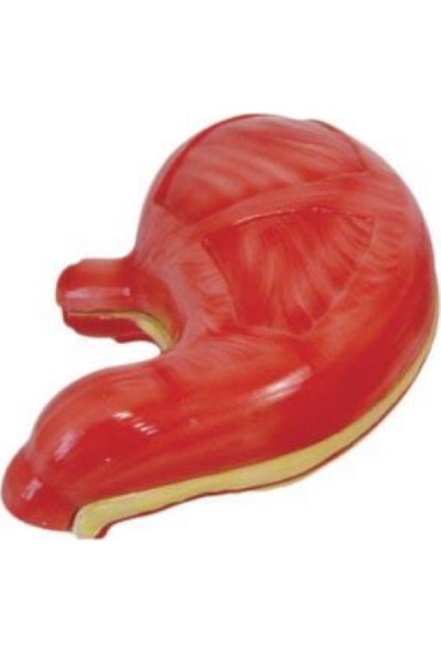 Ece Mide Modeli - Gerçek Boyutunun 2 Katı - 2 Parça Ece Mide Modeli - Gerçek Boyutunun 2 Katı - 2 Parça