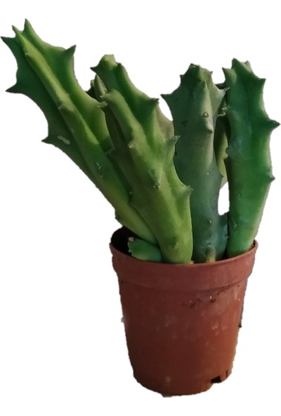Toru Bahçe Orbea Melananthaya Leş Kaktüsü Salon Çiçeği 5 cm Toru Bahçe Orbea Melananthaya Leş Kaktüsü Salon Çiçeği 5 cm