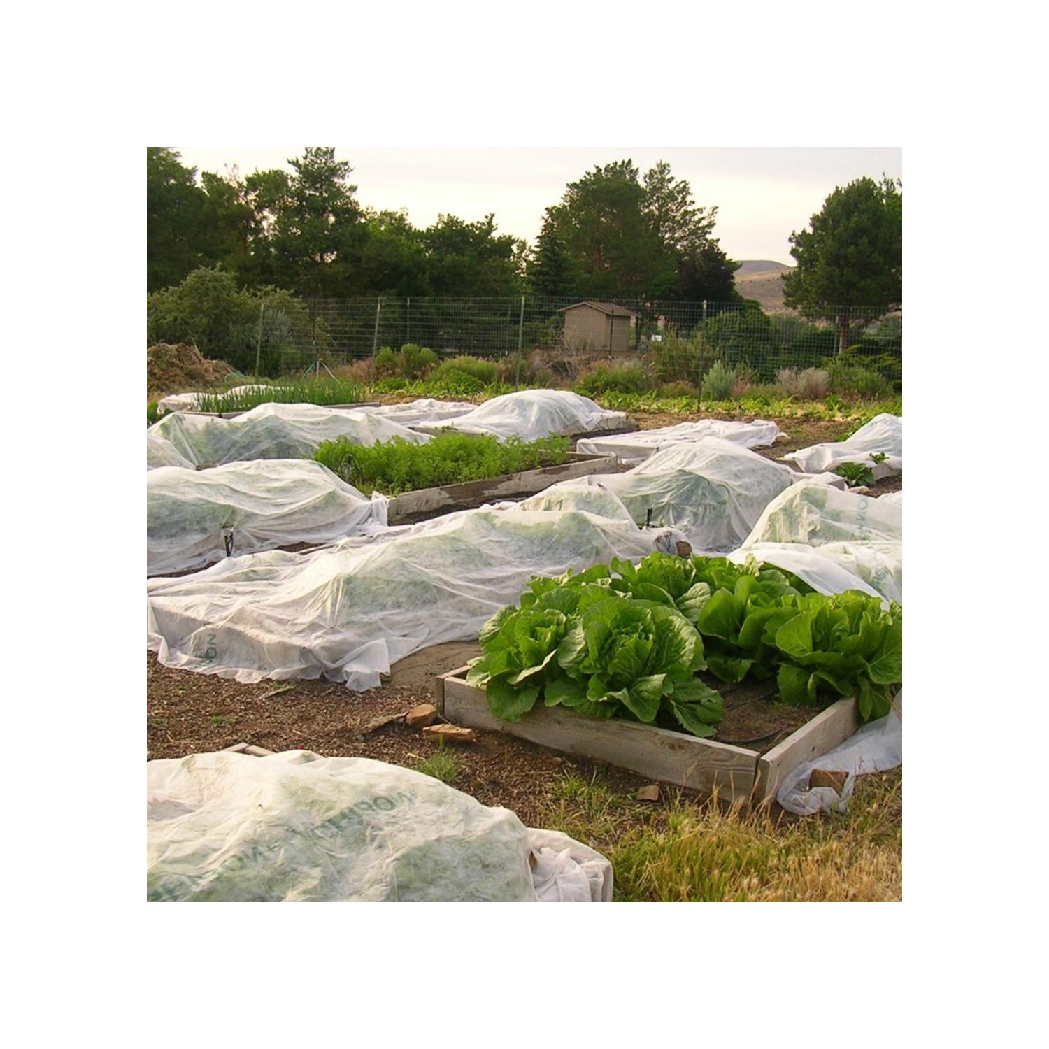 Sera Trend 12,8x5 Metre 30GR Agril Isı Don Örtüsü, Zirai Don Fiyatı