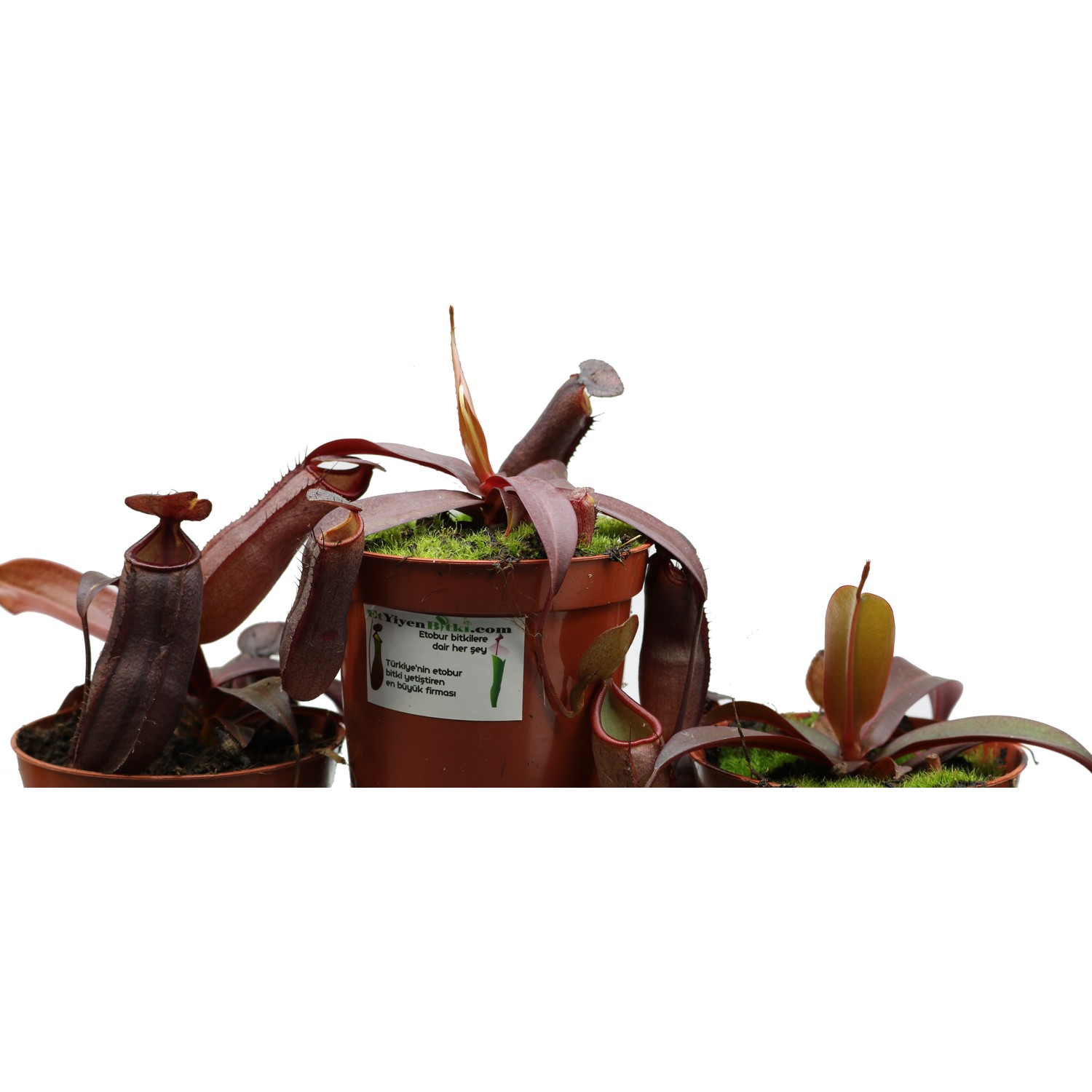 Etobur Bitkim Saksıda Dikili Canlı Yetişkin Nepenthes Fiyatı