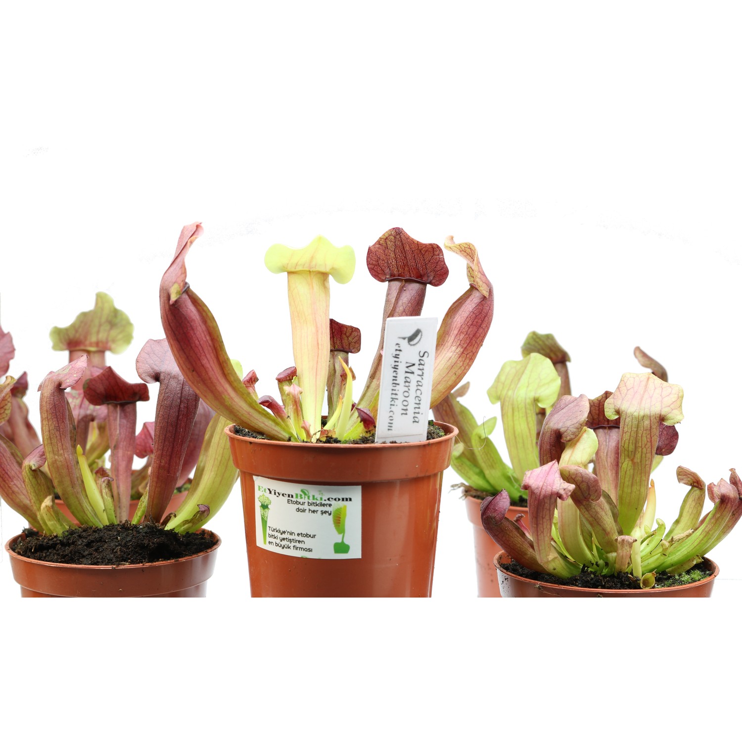 Etobur Bitkim Saksıda Dikili Canlı Yetişkin Sarracenia Fiyatı